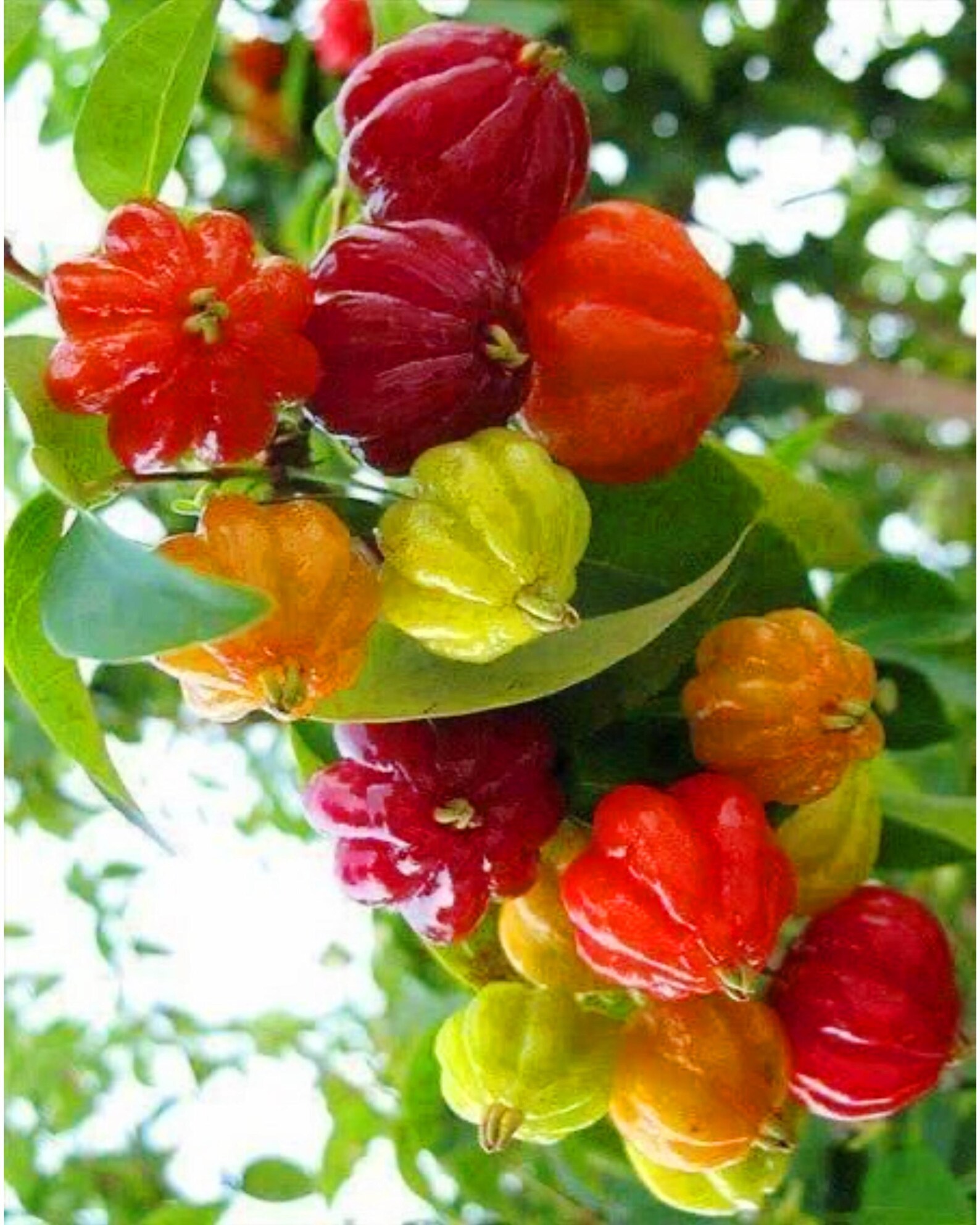 Surinam Cherry Trees 2 Feet and Up. Get Fruit Soon. - Etsy