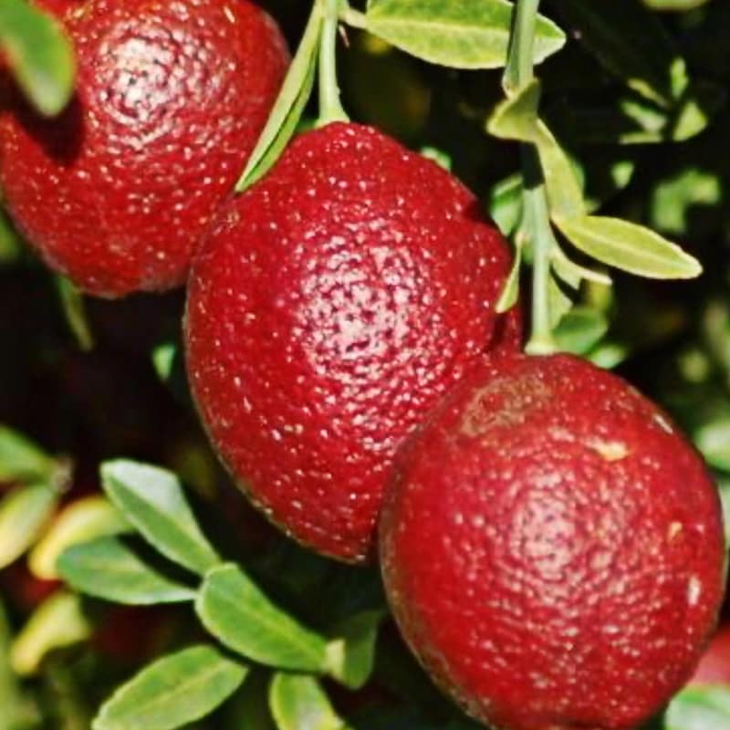 Finger Lime Tree - Etsy