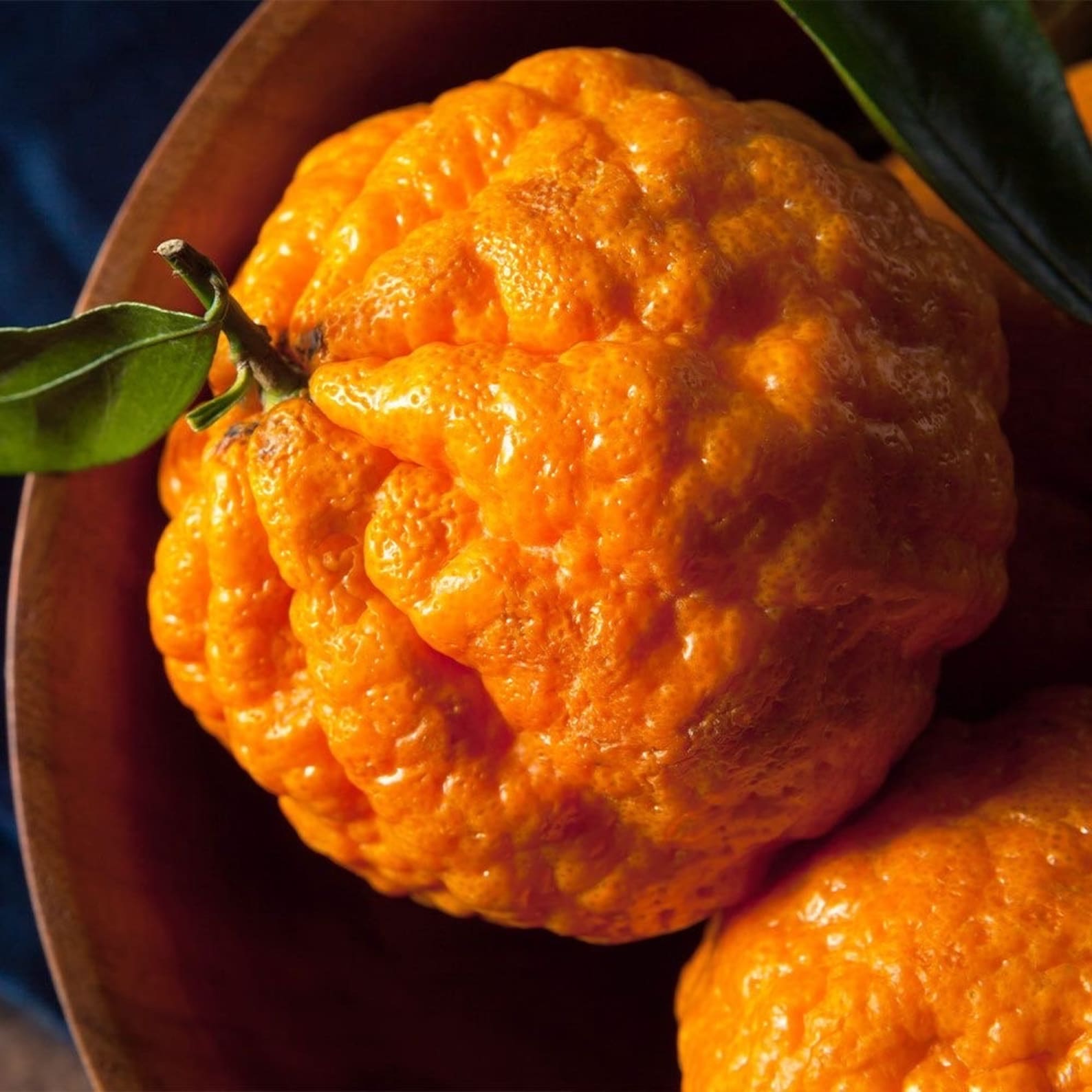 Gold Nugget Mandarin Tree 3ft Tall Grafted Tree. No Ship to CA. - Etsy