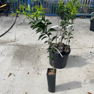 Kishu Seedless Mandarin Tree: 3ft Grafted Citrus. No Ship to CA. - Etsy