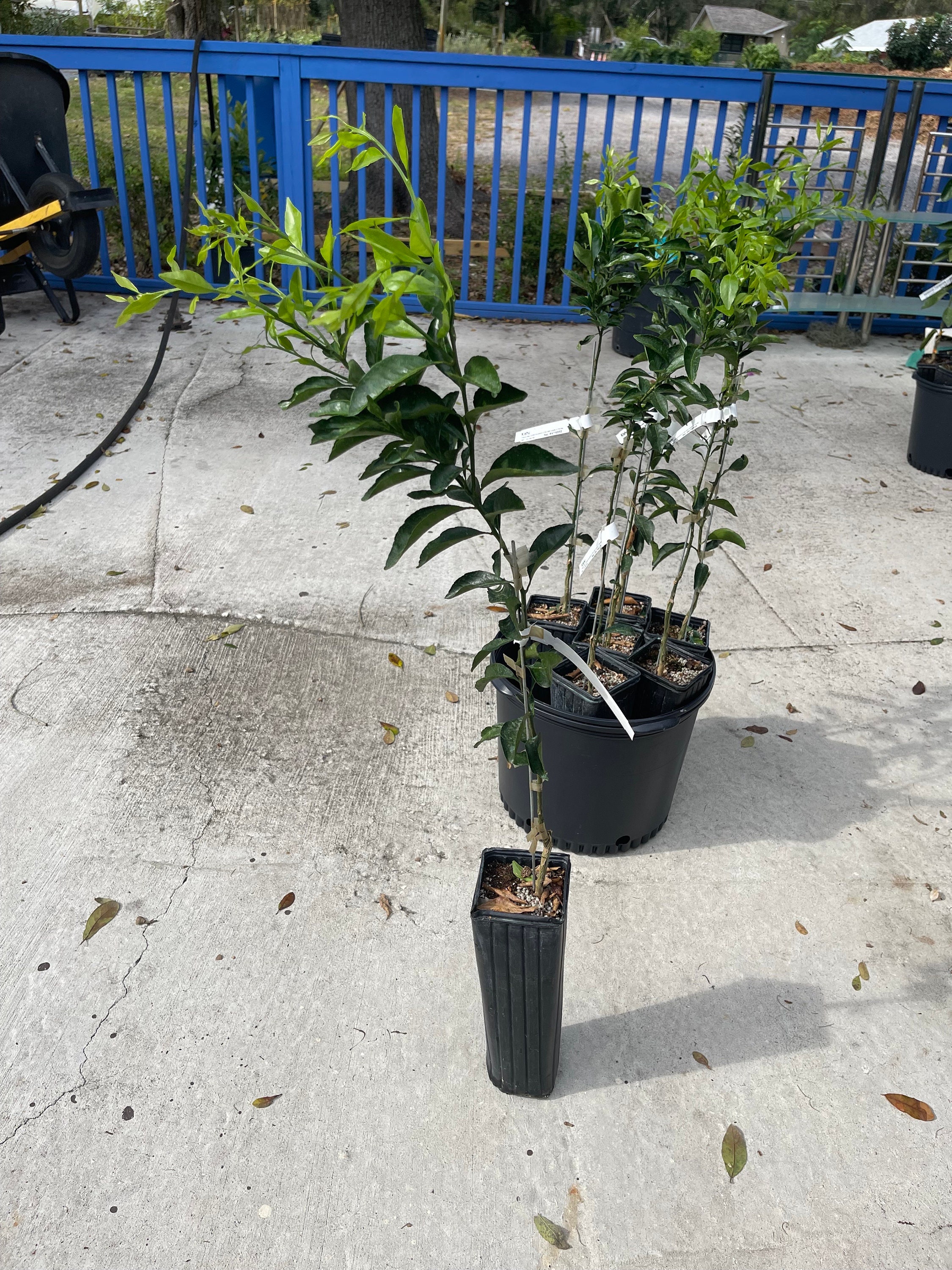 Kishu Seedless Mandarin Tree: 3ft Grafted Citrus. No Ship to CA. - Etsy