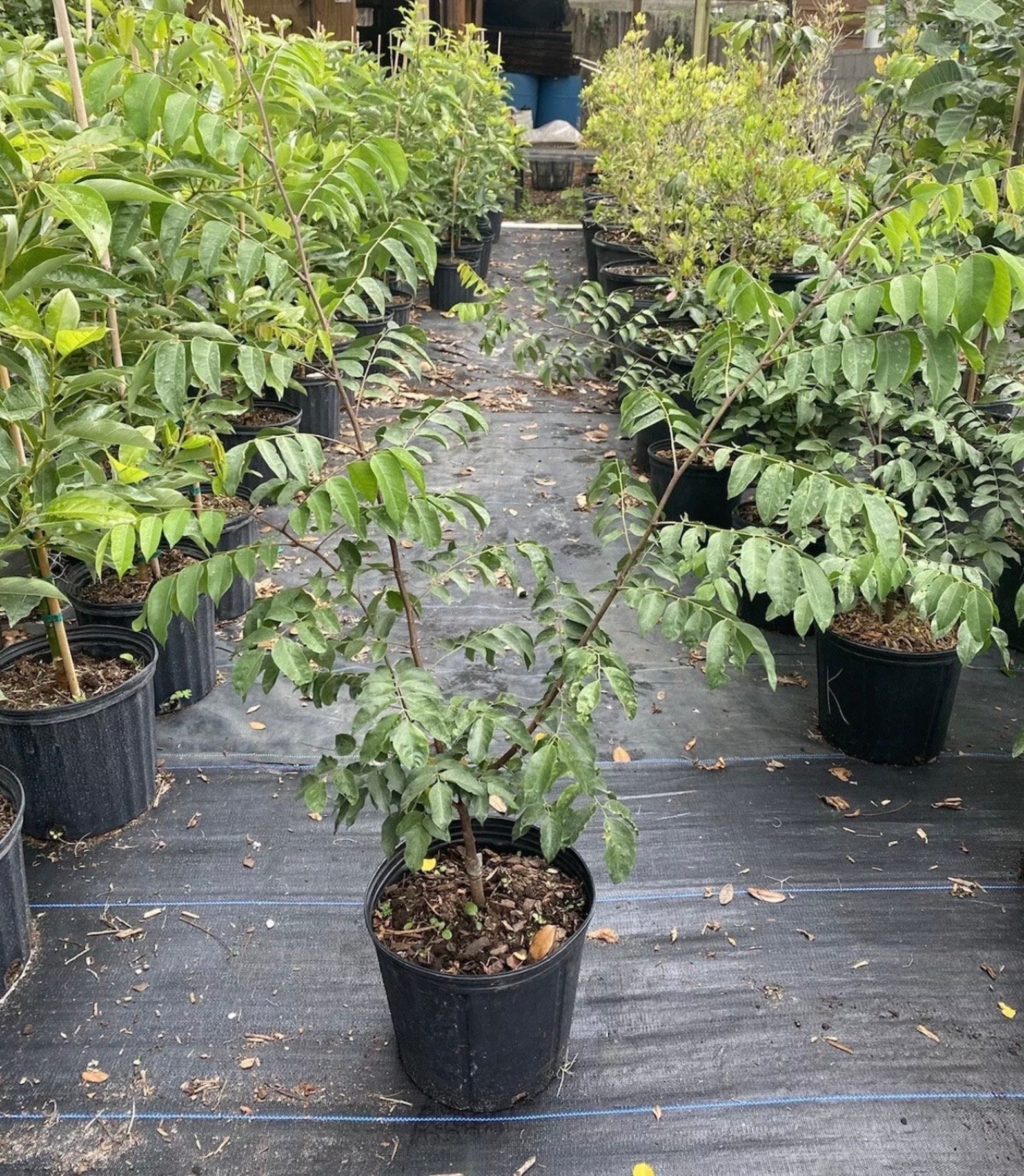 Sweet Starfruit 'carambola' Tree (grafted) 3 Feet Tall. No Shipping Ca ...