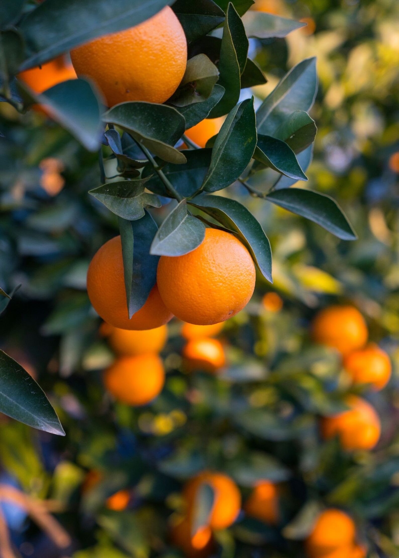 Varnia Sweet Orange Tree (grafted) 3-4 Feet Tall. No Ship to CA - Etsy