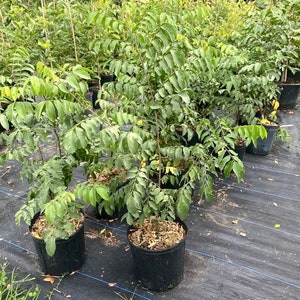 Sweet Starfruit 'carambola' Tree (grafted) 3 Feet Tall. No Shipping Ca ...