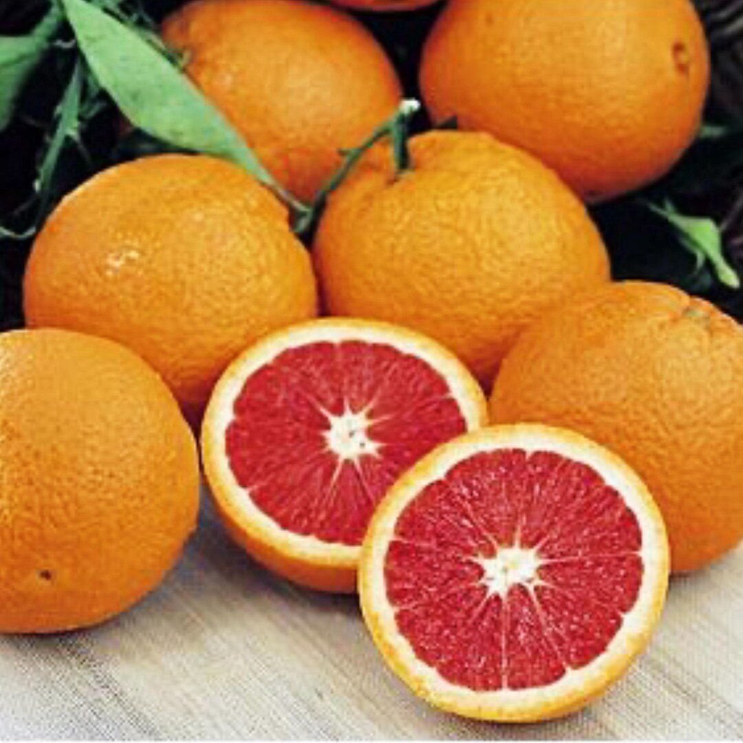 Dwarf Red Navel Orange Tree - Air Layered, With Fruit & Flowers - Etsy