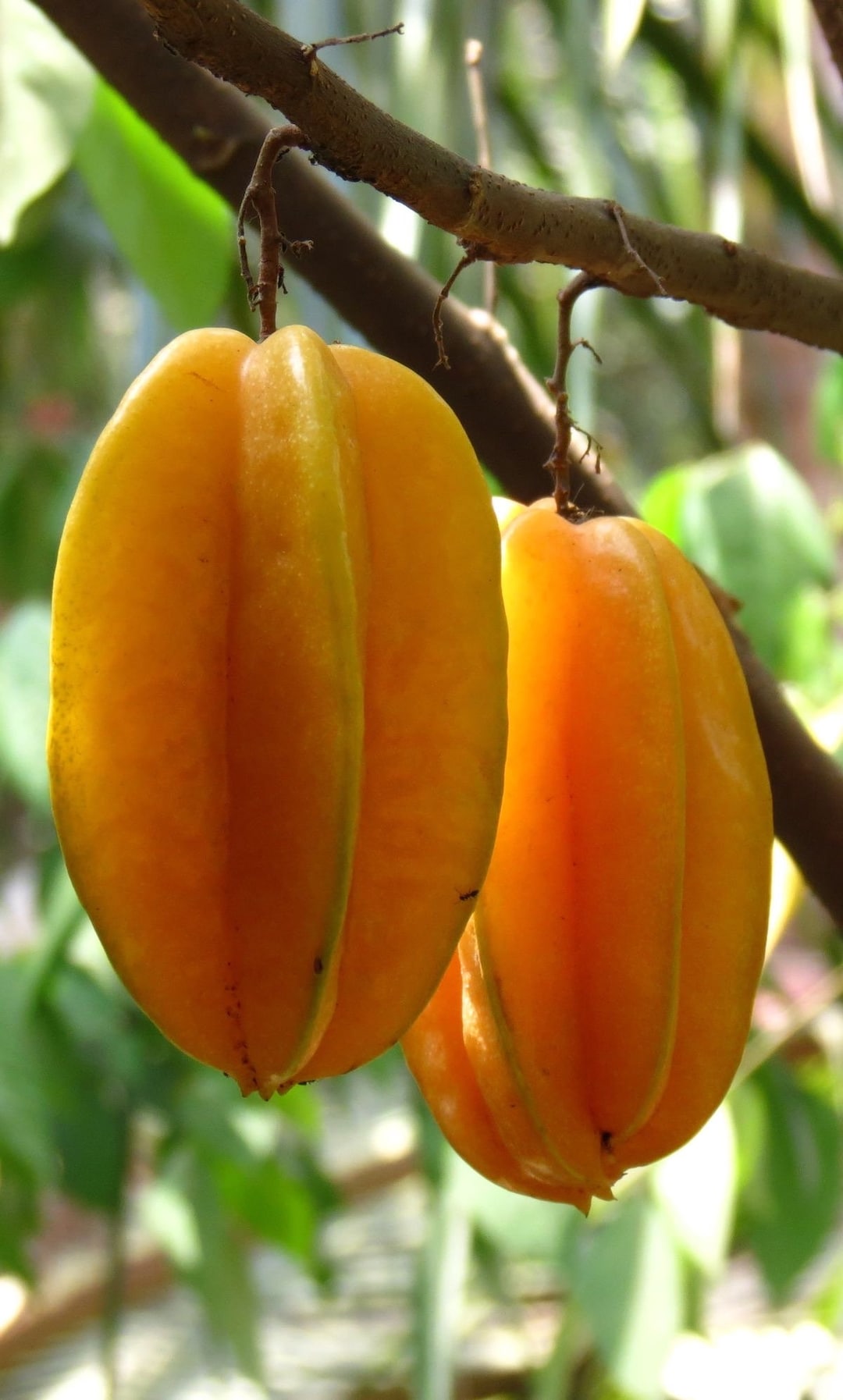 Sweet Starfruit 'carambola' Tree (grafted) 3 Feet Tall. No Shipping Ca ...