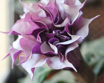 Ballerina Purple Devil Trumpet Seeds - Etsy
