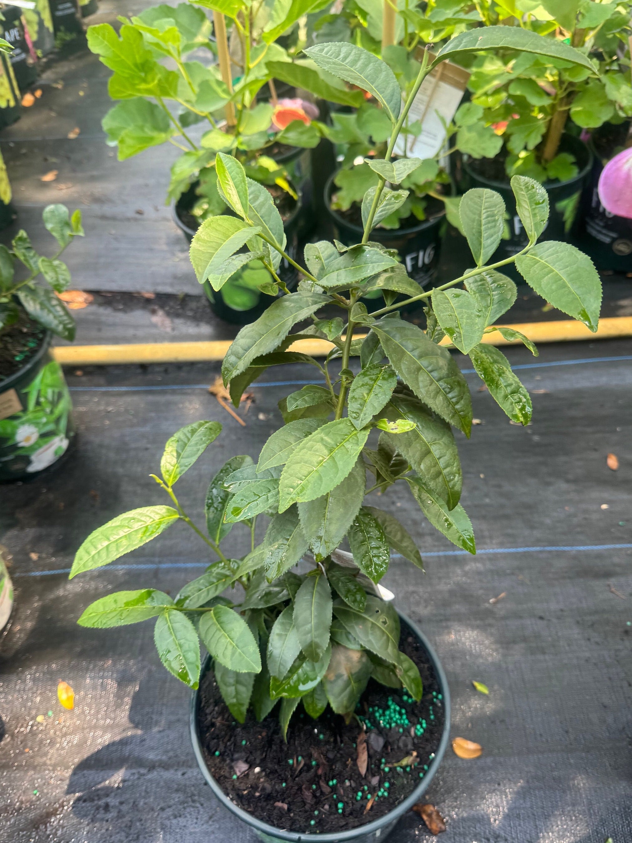 Tea Plant Camellia Sinensis Black, Oolong, Green Tea With One Gallon ...