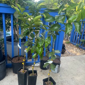 Gold Nugget Mandarin Tree 3ft Tall Grafted Tree. No Ship to CA. - Etsy