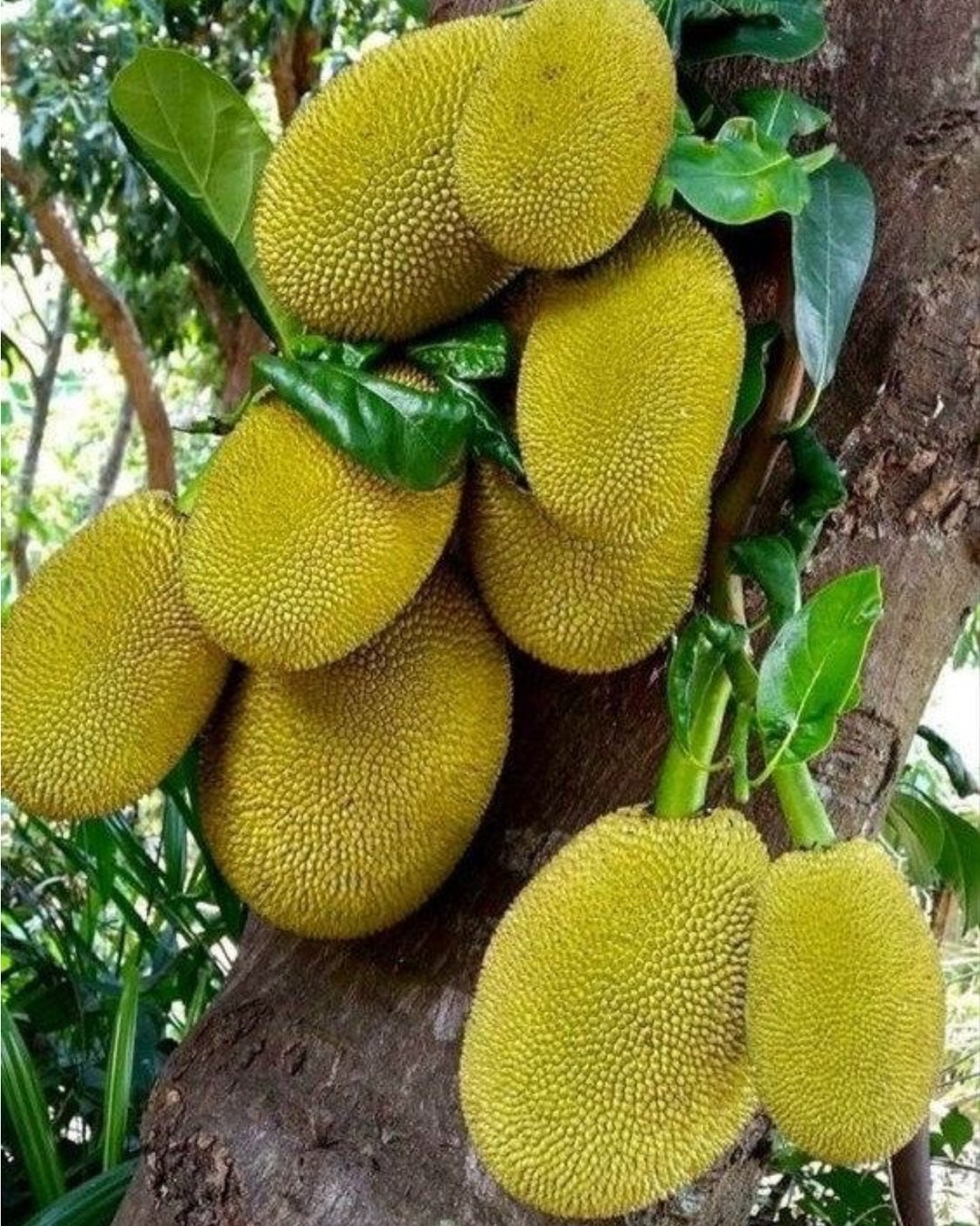 Jackfruit Fruit ( Golden Nugget )tree, Grafted Plant, 3 Feet Tall. No ...