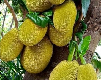 Cheena Jackfruit Tree Grafted 2 to 3 Feet Tall Ship in 3 Gal Pot - Etsy