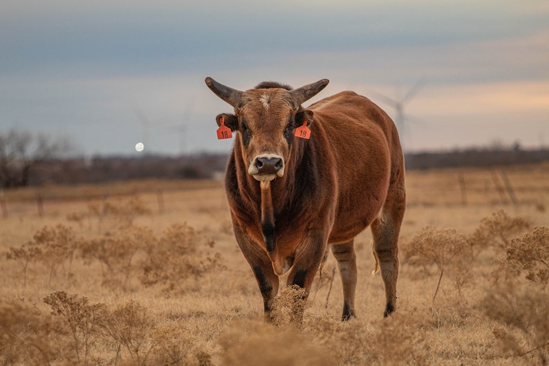 Western Décor Cattle Photo Print Brown Cow Picture - Etsy