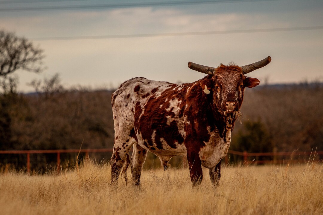 Rustic Cow Print Red and White Cow Standing in a Pasture Farmhouse ...