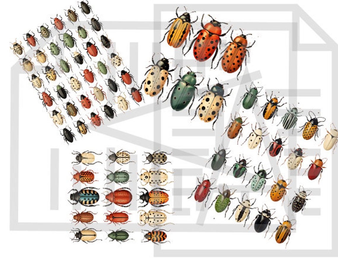 16 PNG X Jewel Beetle Mixed Media Beetle Bugs , 8 Printable Sheets, CU ...