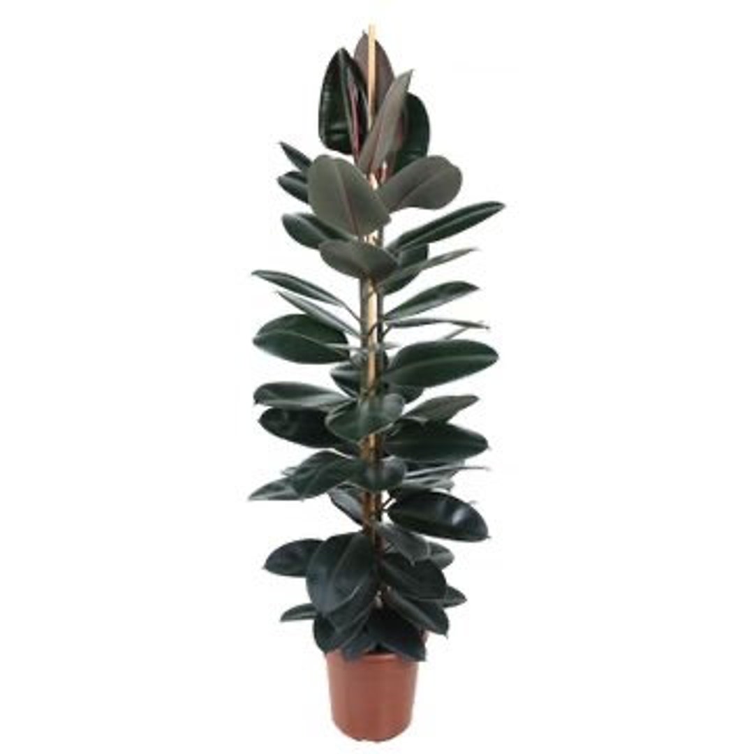 Ficus Elastica Rubber Plant Indian Rubber Tree in 19cm Pot - Etsy Canada