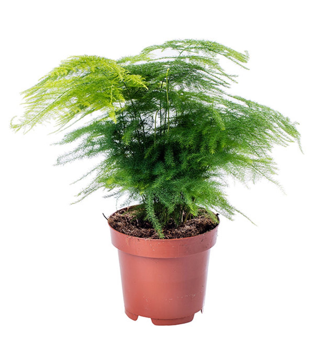 Asparagus Fern Plant Asparagus Setaceus Plumosus Nanus in - Etsy Canada