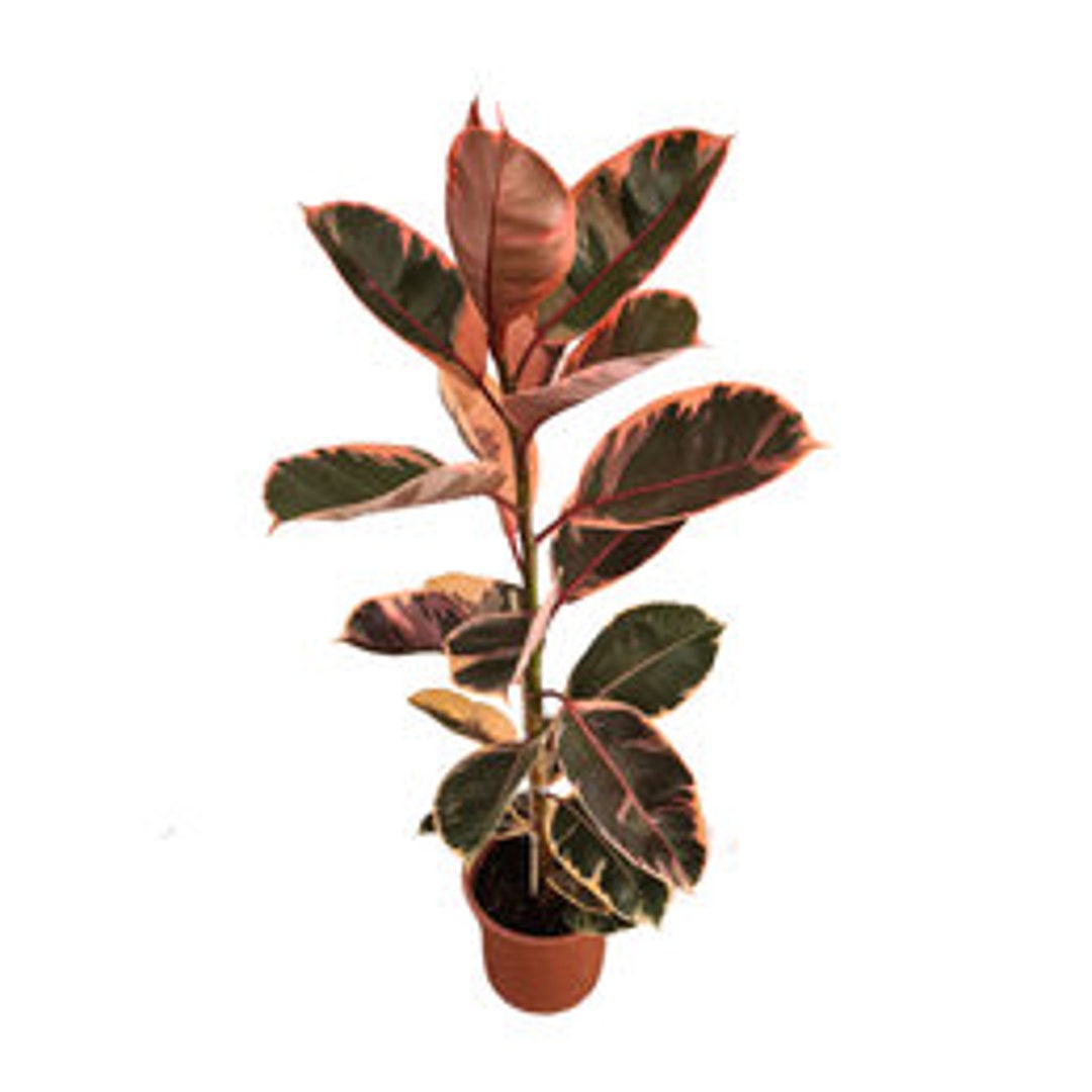 Variegated Ficus Elastica ruby Belize Rubber Plant Indian - Etsy UK