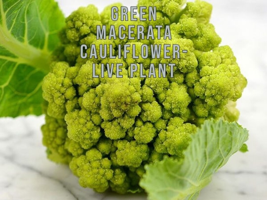 Green Macerata Cauliflower LIVE PLANT - Etsy