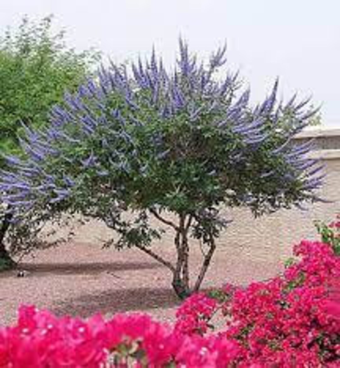 Vitex Tree Chaste Tree Cuttings Etsy