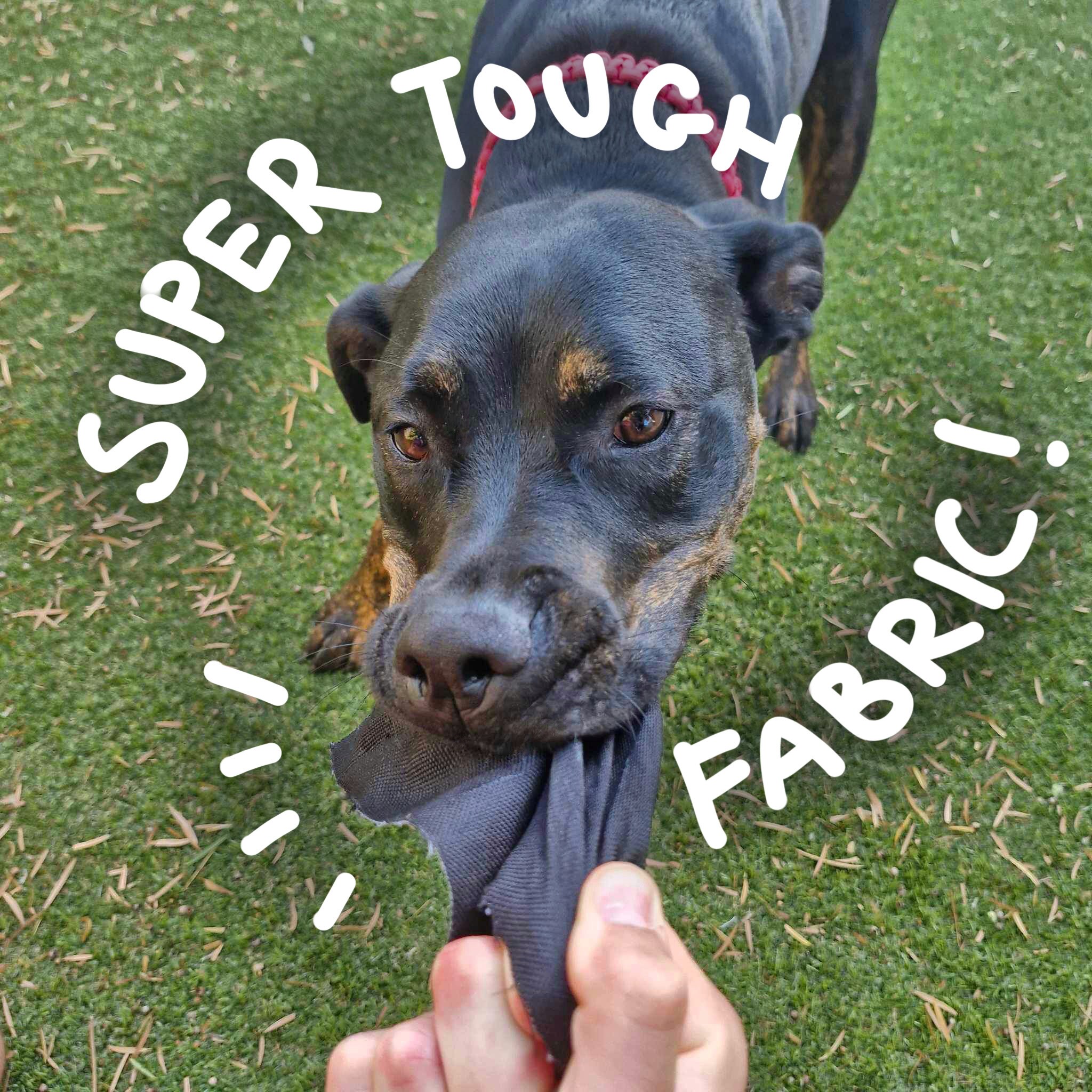 MUZZLED for My SAFETY Reactive Dog Velcro Patch - Etsy