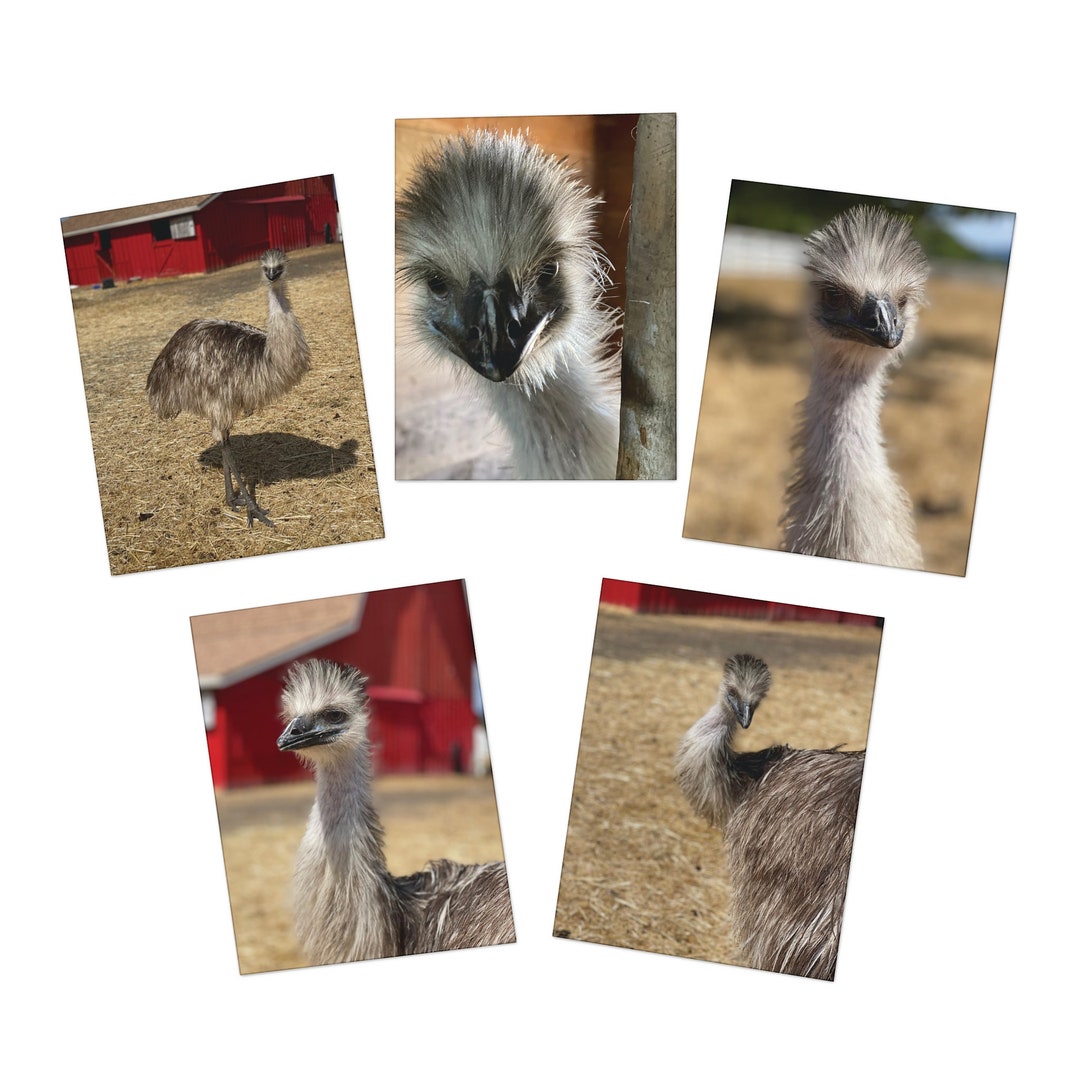 Blank Emu Notecards for Australian Emu Lover for All Occasions ...