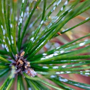 Pine Tar Drawing Salve With Charcoal Resin Drawing Salve Splinter Skin ...