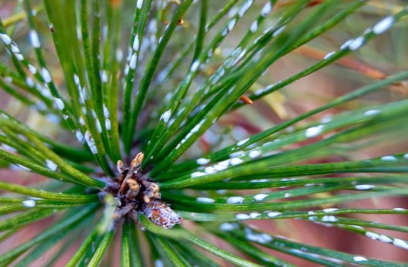 Pine Tar Drawing Salve With Charcoal, Pine Tar Resin, Drawing Salve ...