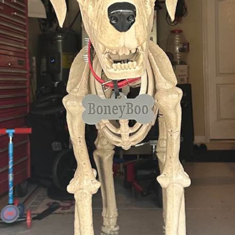 Dog Skeleton - Etsy