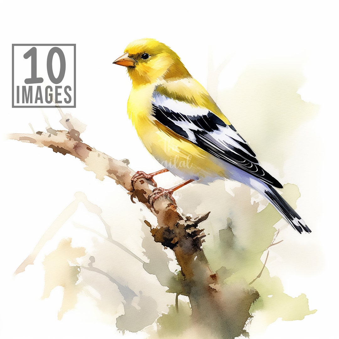 American Goldfinch Clipart, 10 High Quality Jpgs, Watercolor Clipart ...