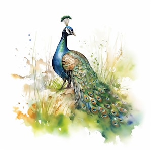 Peacock Clipart, 12 High Quality Jpgs, Watercolor Clipart, Digital ...