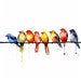 Birds on A Wire Clipart, 12 High Quality Jpgs, Watercolor Clipart, Clip ...