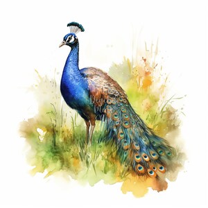 Peacock Clipart, 12 High Quality Jpgs, Watercolor Clipart, Digital ...