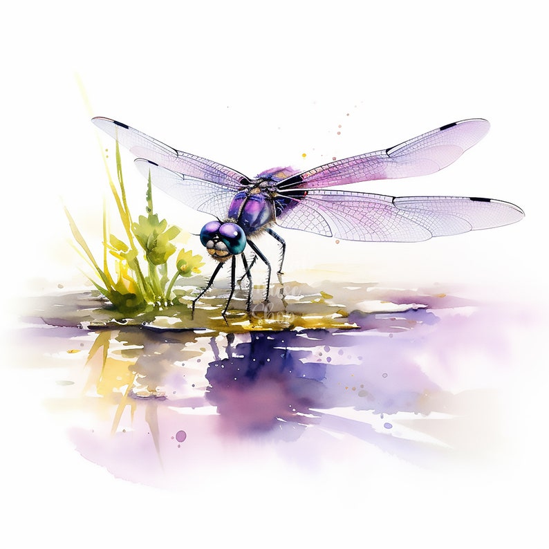 Dragonflies Clipart 13 High Quality Jpgs Watercolor Clipart Dragonfly ...