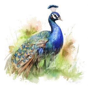 Peacock Clipart, 12 High Quality Jpgs, Watercolor Clipart, Digital ...