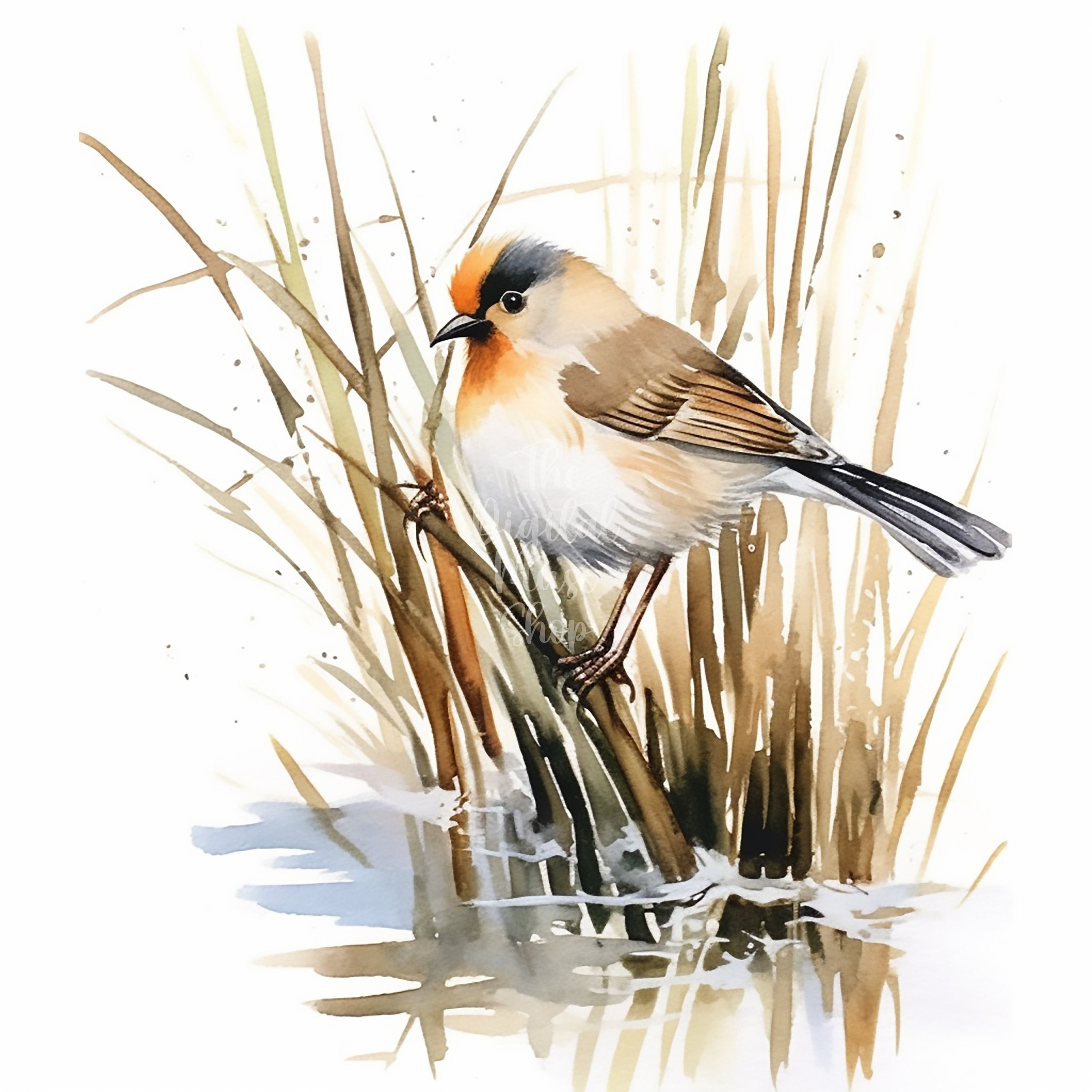 Bearded Reedling Clipart 12 High Quality Jpgs Watercolor - Etsy