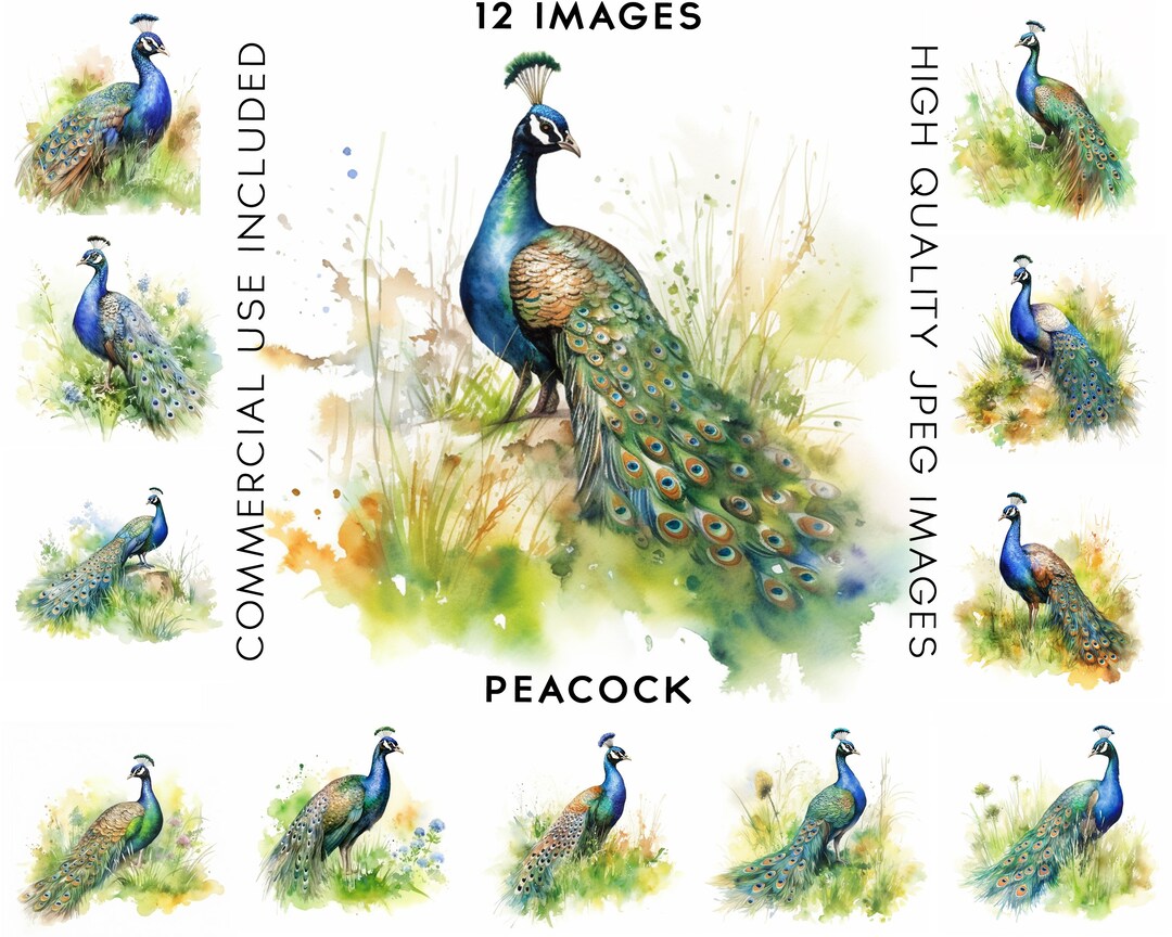 Peacock Clipart, 12 High Quality Jpgs, Watercolor Clipart, Digital ...