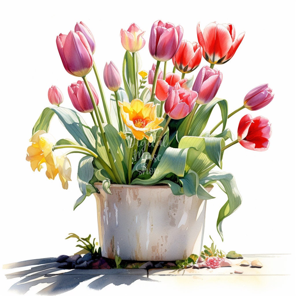 Tulip Planters Clipart 12 High Quality Jpgs Watercolor - Etsy