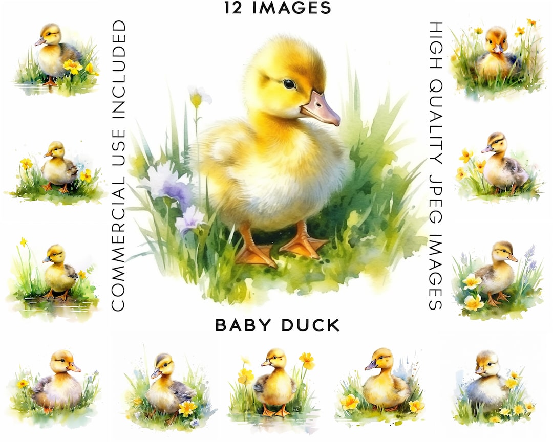 Baby Duck Clipart, 12 High Quality Jpgs, Watercolor Clipart, Digital ...