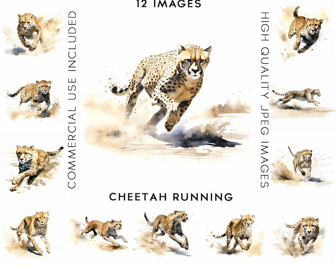 34 Big Cats Animals Clipart PNG Bundle Transparent Background Clip Art ...