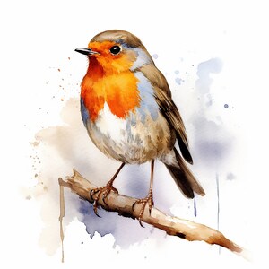 Robin Clipart, 12 High Quality Jpgs, Watercolor Clipart, Digital ...