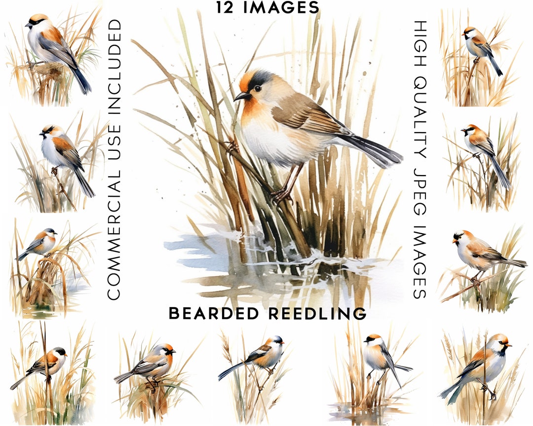 Bearded Reedling Clipart, 12 High Quality Jpgs, Watercolor Clipart ...