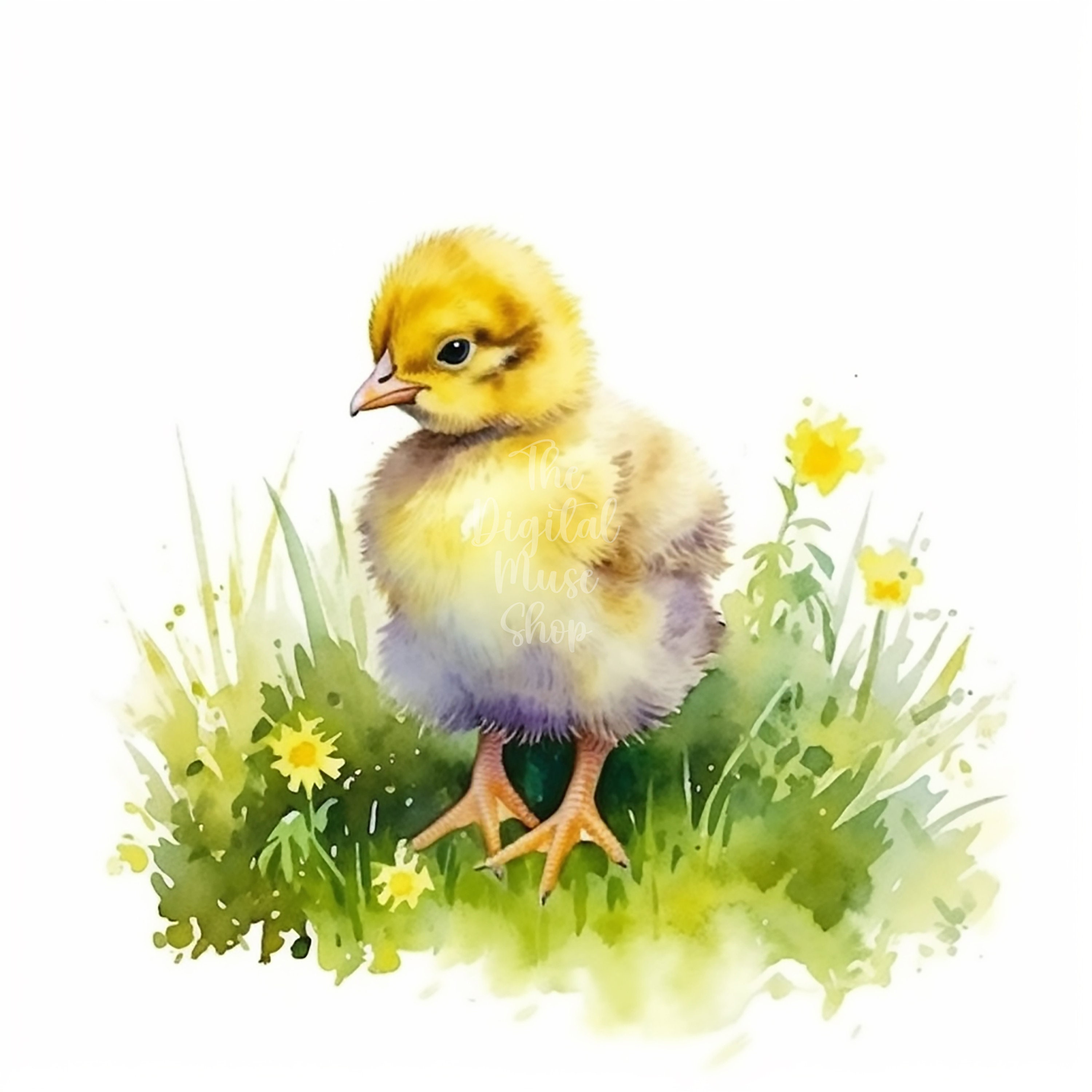 Chicks Clipart, 12 High Quality Jpgs, Watercolor Clipart, Digital ...