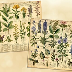 Printable Botanical Herbs Digital Paper, Apothecary Page, Background ...