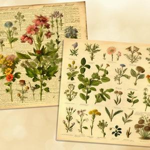 Printable Botanical Herbs Digital Paper, Apothecary Page, Background ...