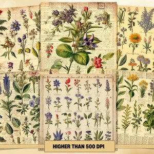 Printable Botanical Herbs Digital Paper, Apothecary Page, Background ...