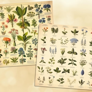 Printable Botanical Herbs Digital Paper, Apothecary Page, Background ...