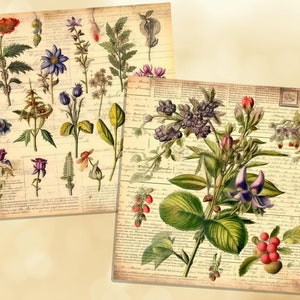 Printable Botanical Herbs Digital Paper, Apothecary Page, Background ...