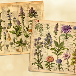 Printable Botanical Herbs Digital Paper, Apothecary Page, Background ...