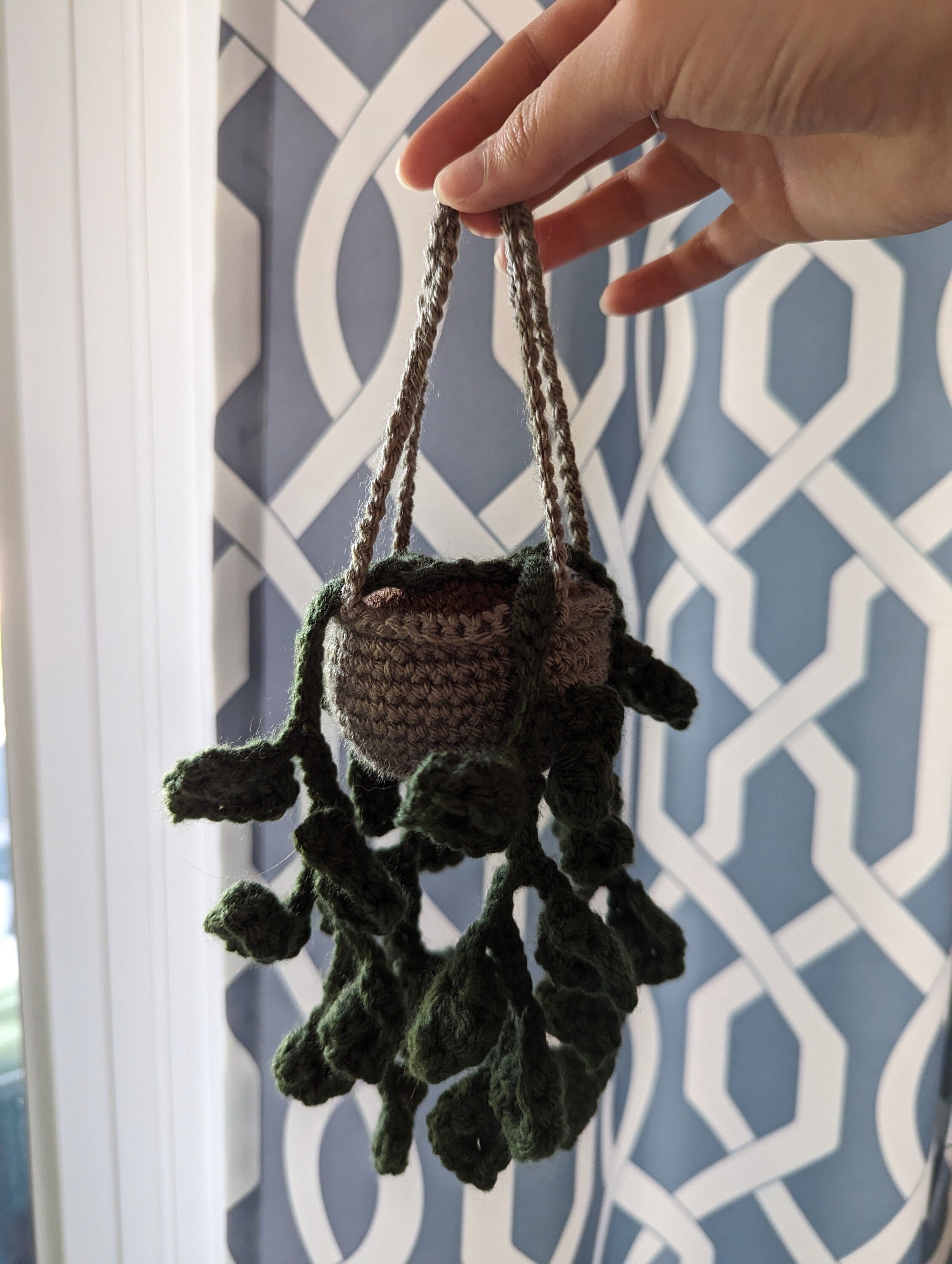 Mini Hanging Pothos Plant - Etsy