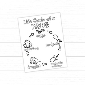 Life Cycle of a Frog Coloring Page, Printable Frog Life Cycle Activity ...